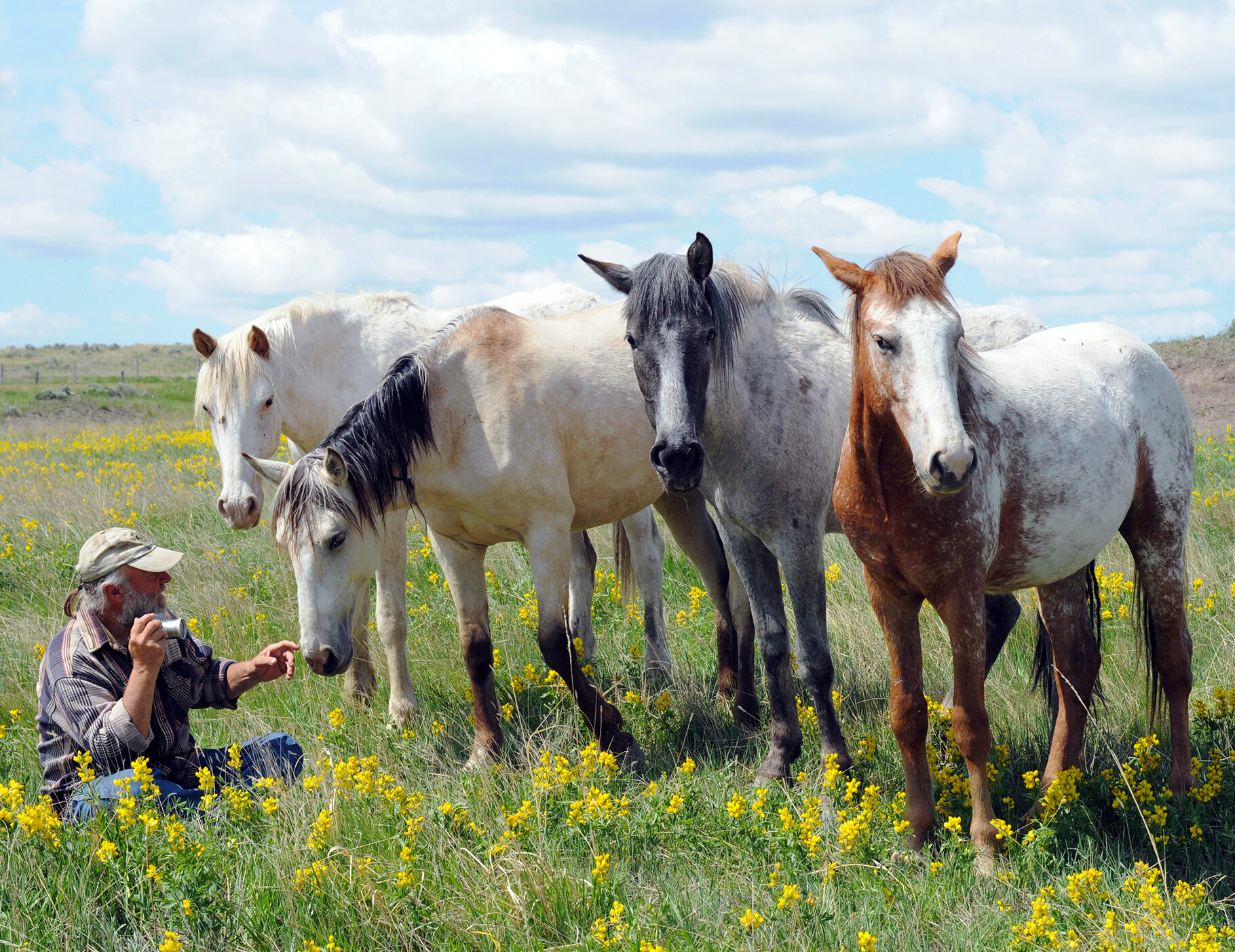 Spanish Mustang Spanish Mustang Spirit | Black Hills Wild Horse