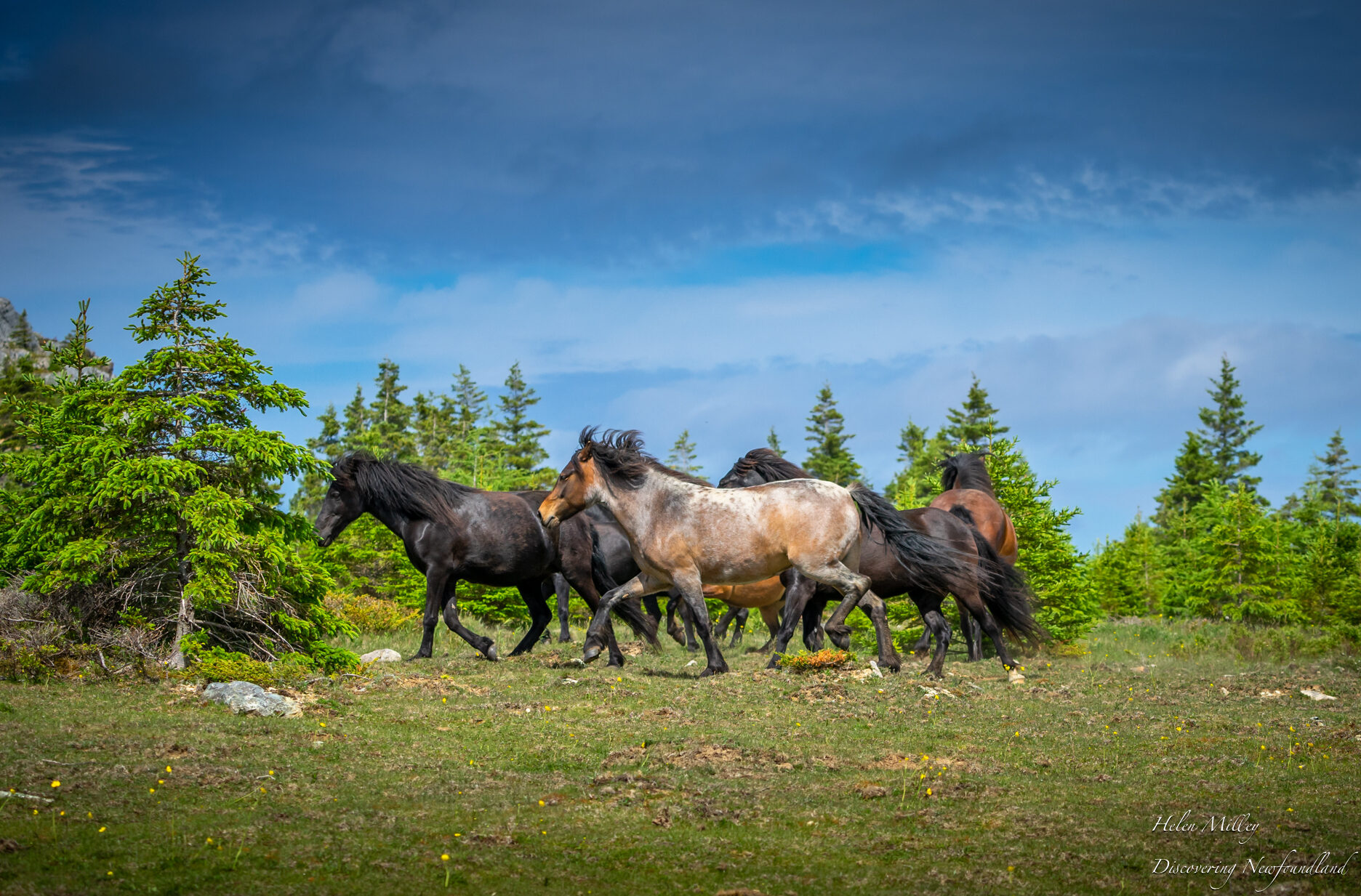 Can A Newfoundland Live In Niue