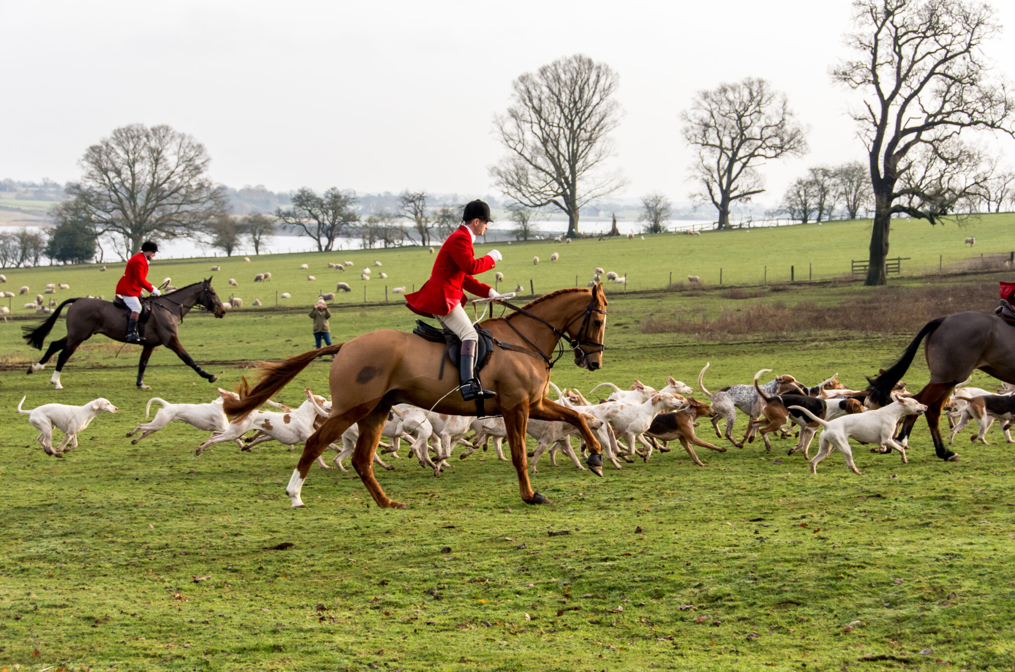Fox Hunting Horses
