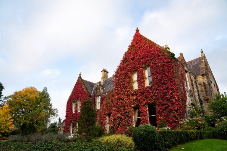 Pato - the national sport of Argentina